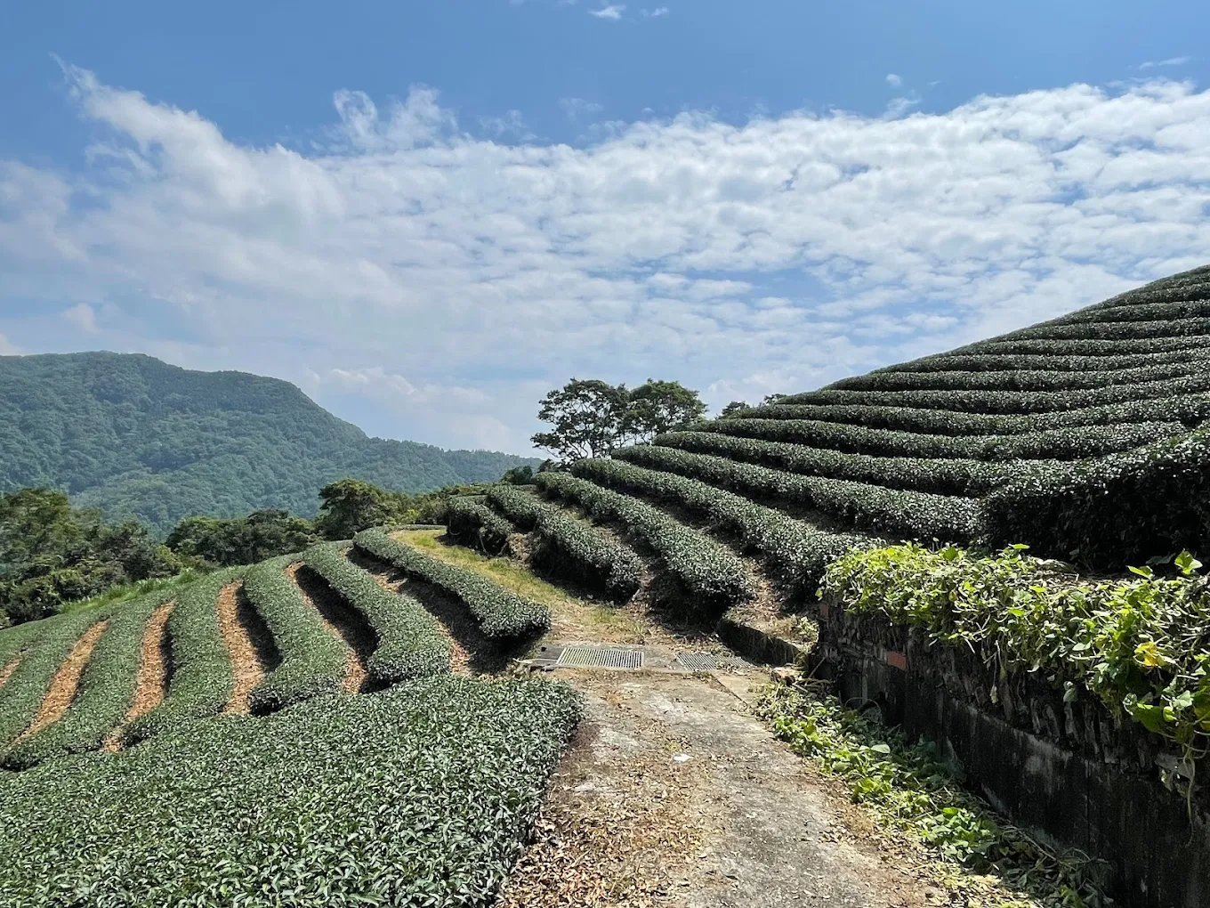 Tajvani oolong teák - A Tea Útja online teaház