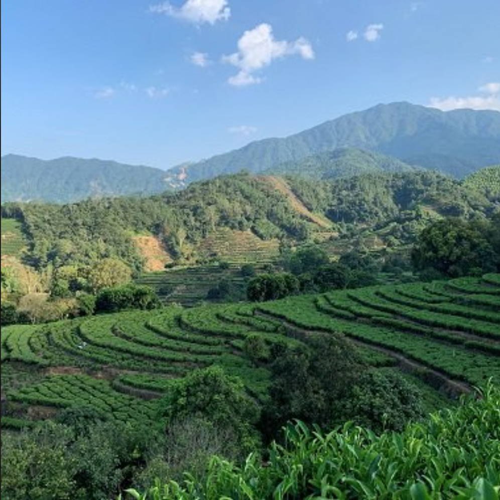 Feng Huang Dan Cong Yin Hua Xiang - Teautja.hu
