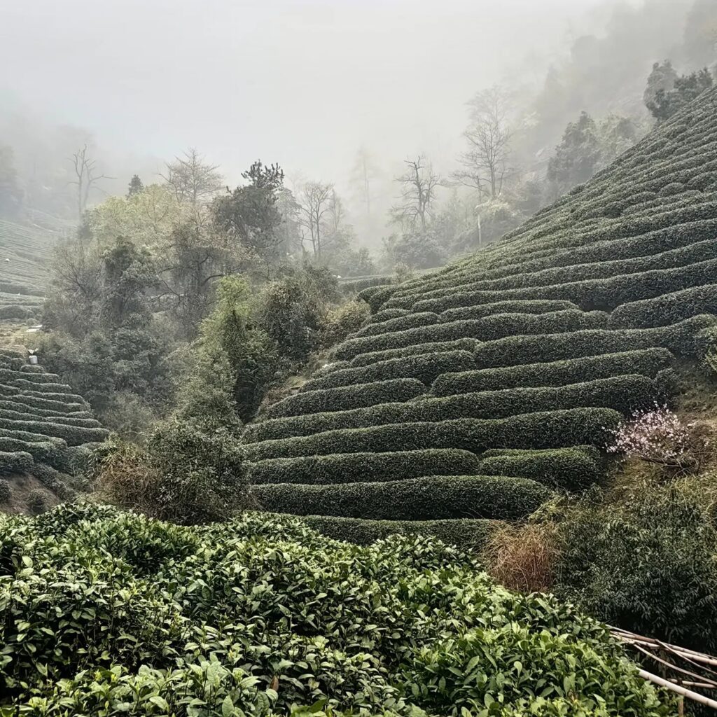 Long Jing zöld tea - Teautja.hu